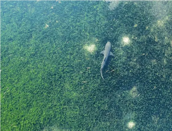 A lack of oversight leaves one of the ocean’s largest carbon sinks in ...