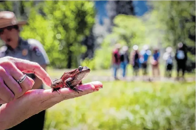 Las ranas de patas rojas reciben un gran impulso en Yosemite - CSERC