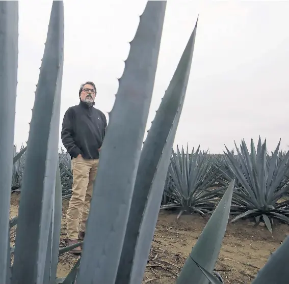 For California farmers, agave plant offers hope in parched times – My ...